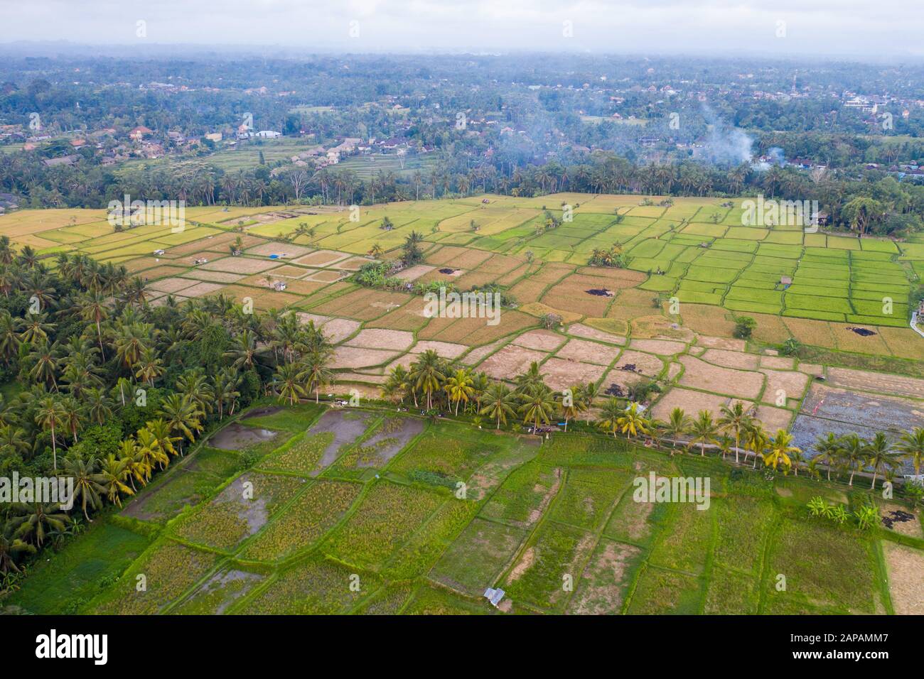 Ubud path field Stock Photo - Alamy
