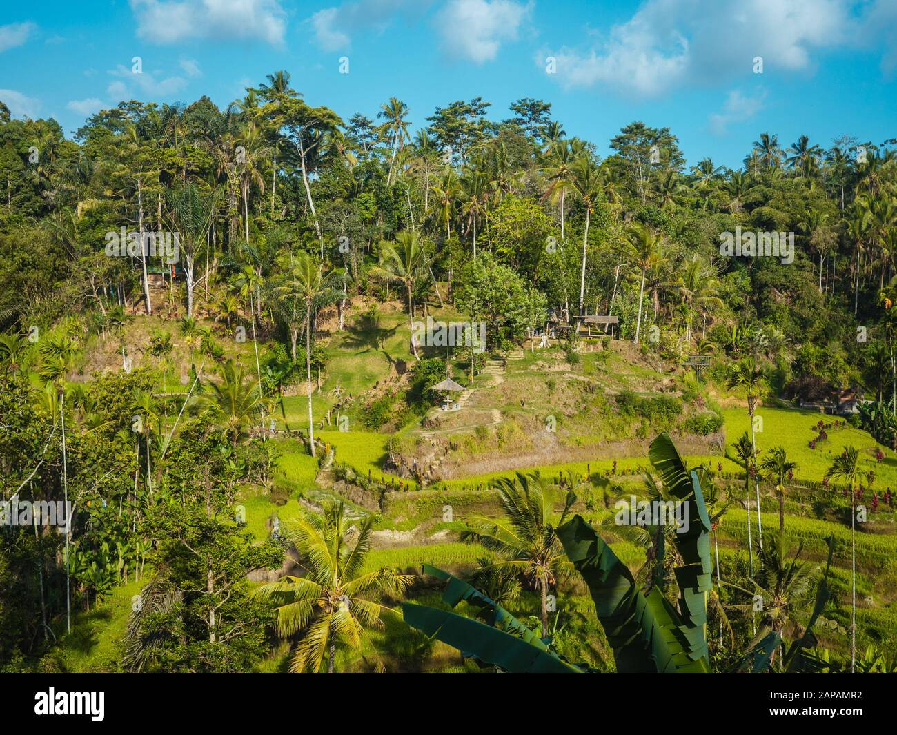 Ubud path field Stock Photo - Alamy