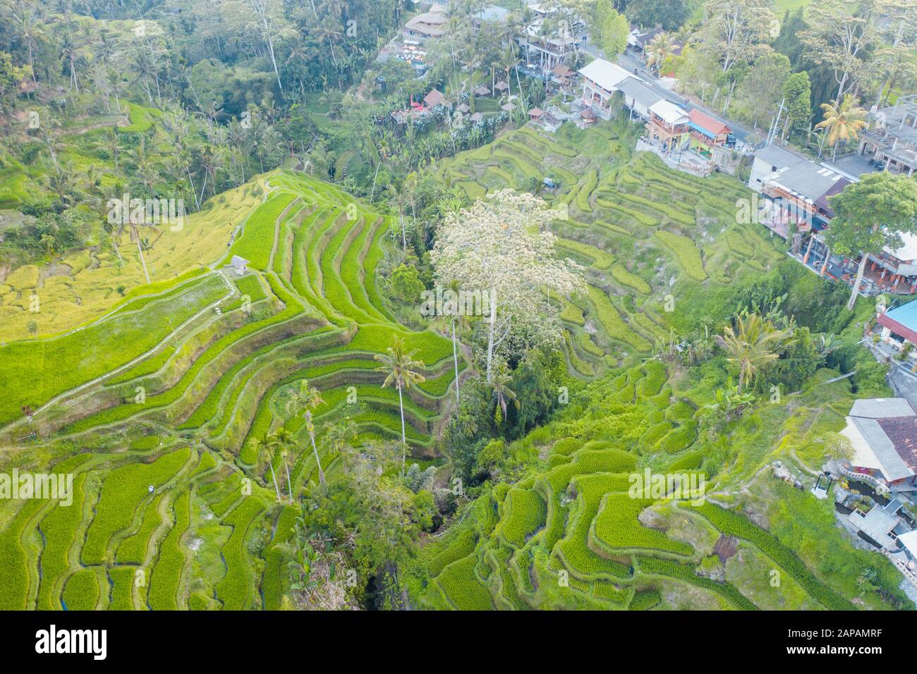Ubud path field Stock Photo - Alamy