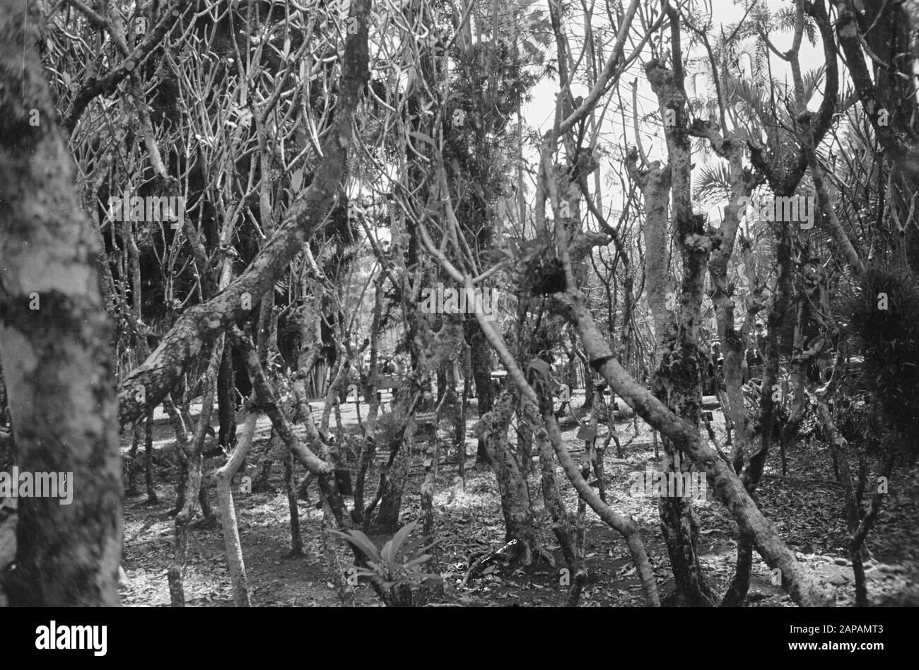 Botanical photographs Black and White Stock Photos & Images - Alamy