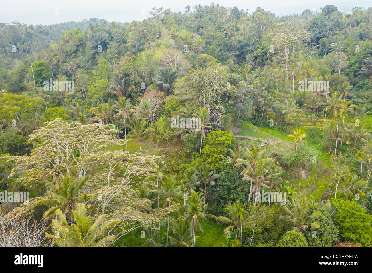 Ubud tropical forest Stock Photo - Alamy