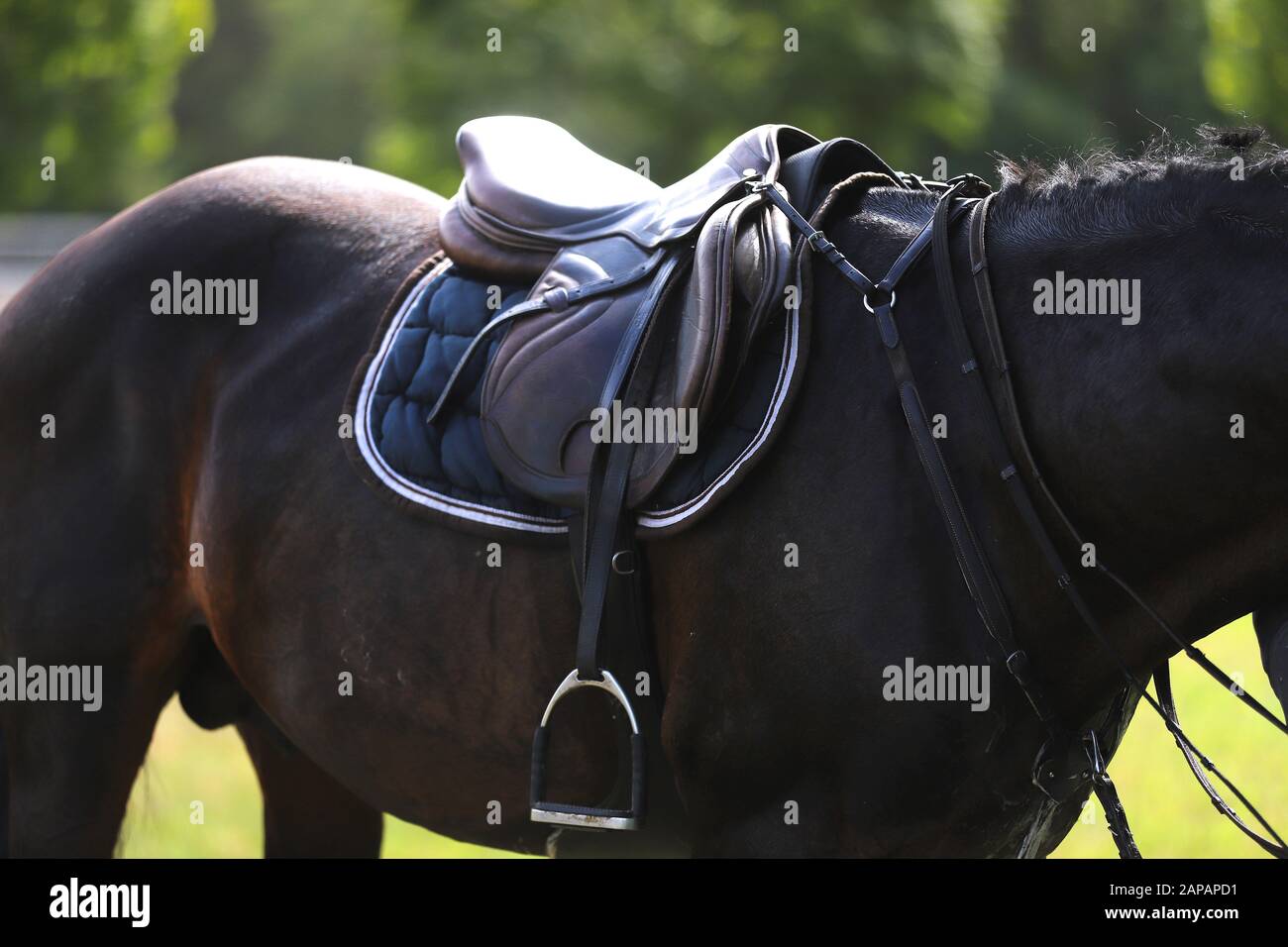 Equestrian sport background. Show jumper horse under saddle waiting for ...
