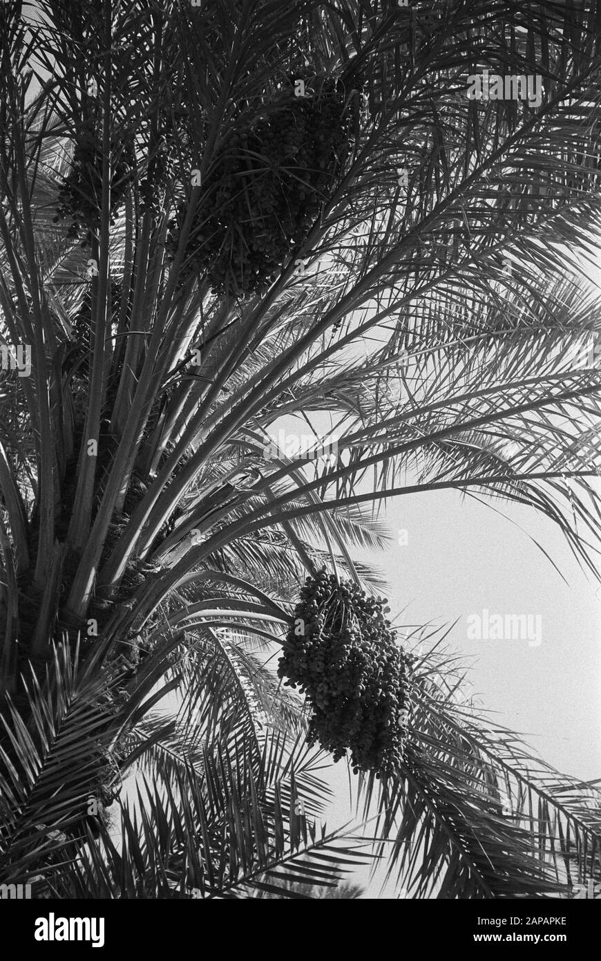 Trees greenery shade Black and White Stock Photos & Images - Alamy