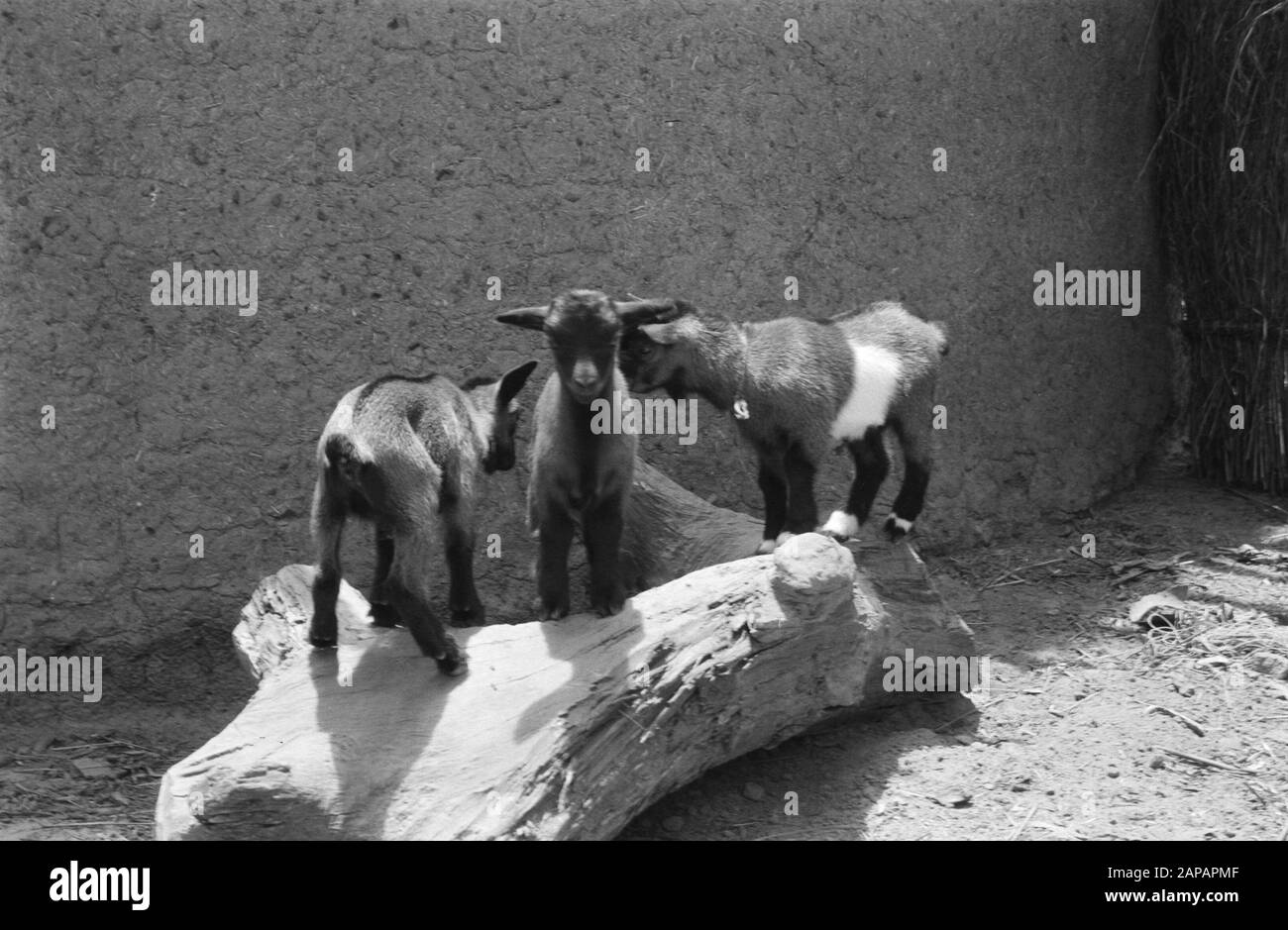 animals, goats Date: undated Keywords: animals Person name: goats Stock ...