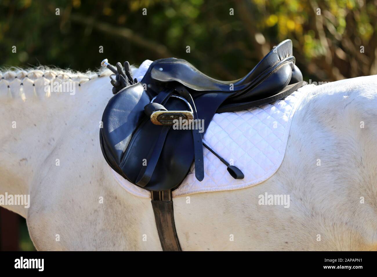 Equestrian sport background. Show jumper horse under saddle waiting for ...