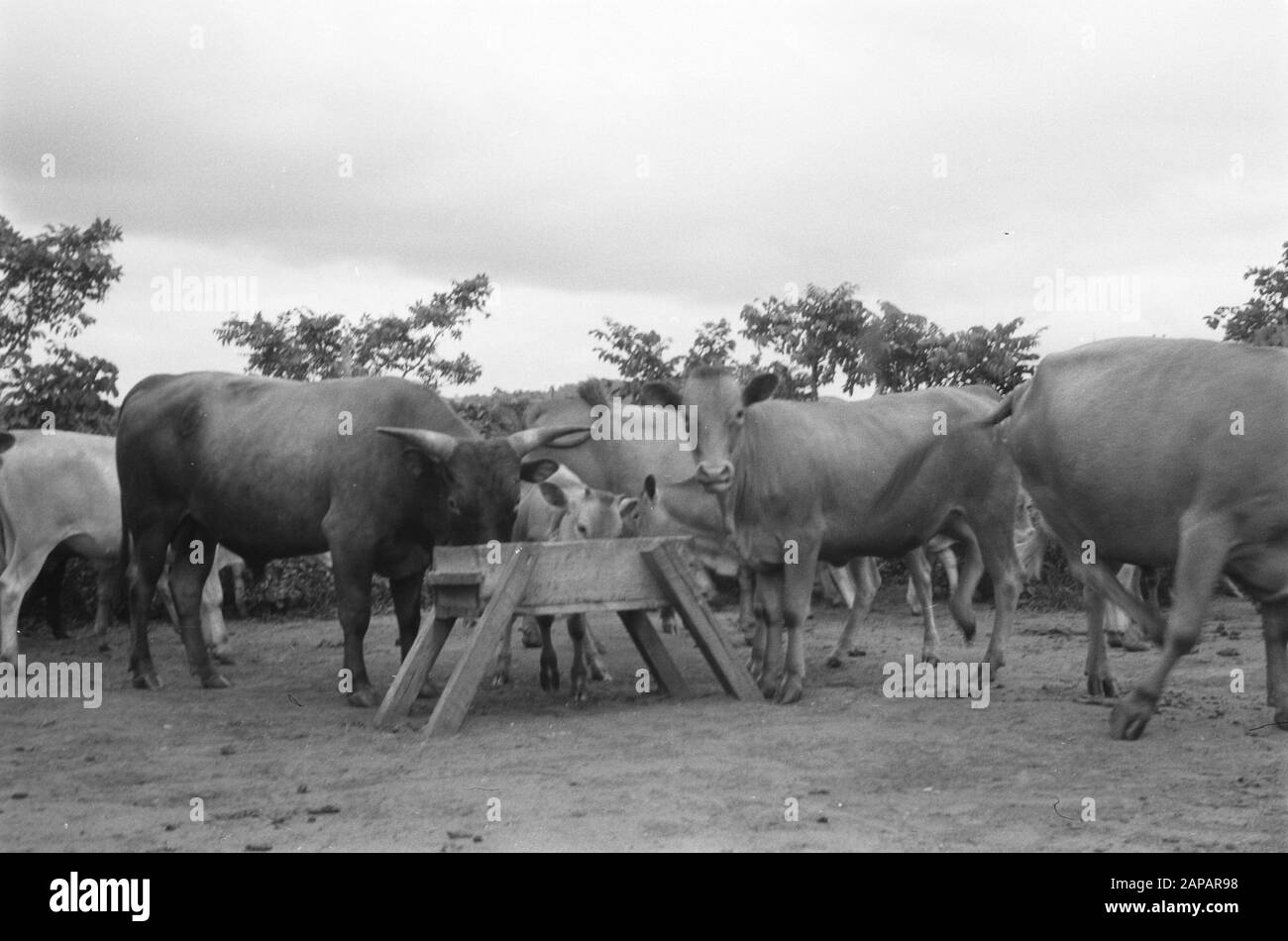 Fodder cattle Black and White Stock Photos & Images - Alamy
