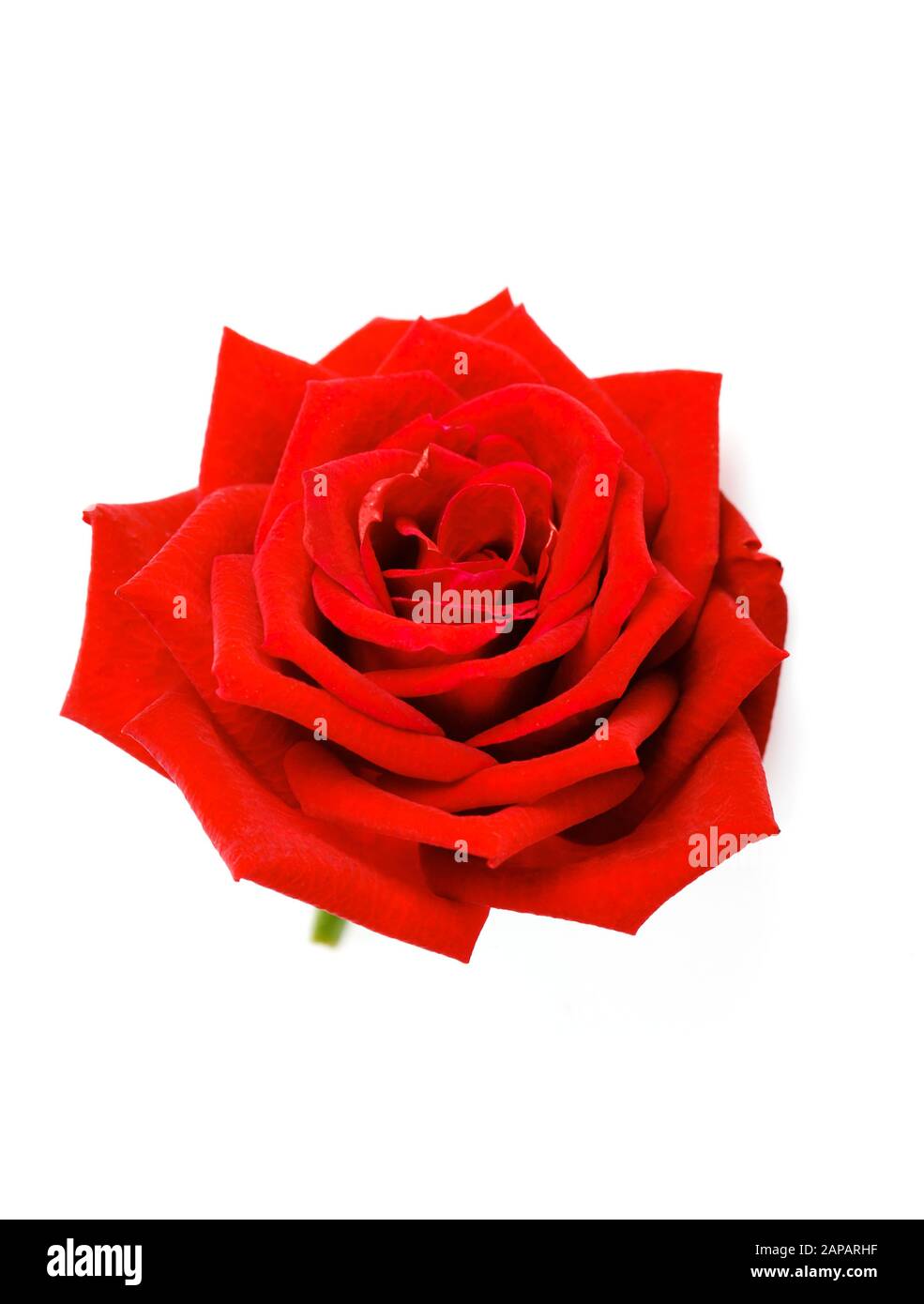 Red rose head isolated on white background Stock Photo - Alamy