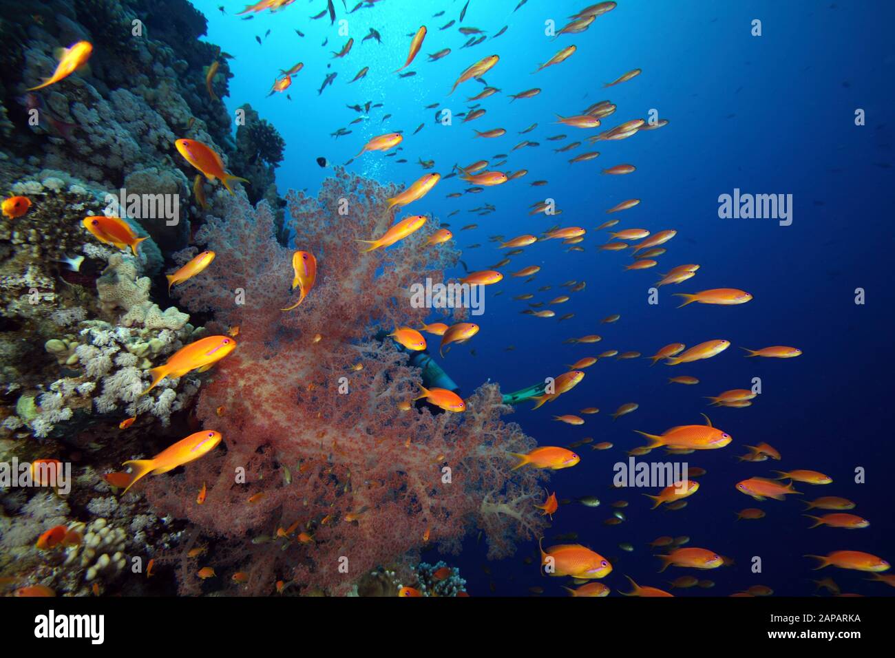 Korallenriff-Panorama, Jackson Reef, Tiran Island, Süd-Sinai, Ägypten ...
