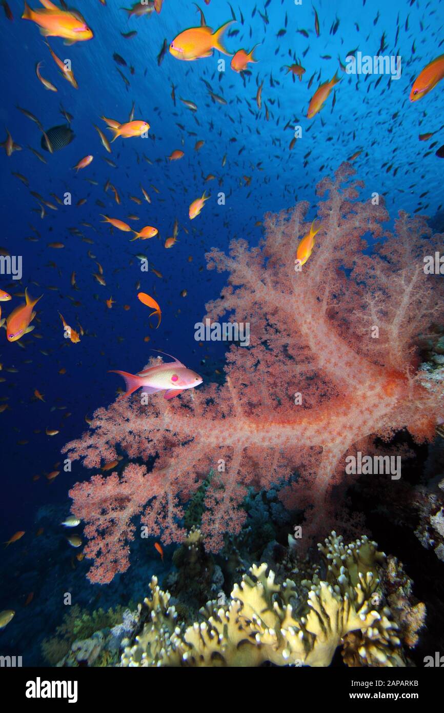 Korallenriff-Panorama, Jackson Reef, Tiran Island, Süd-Sinai, Ägypten ...