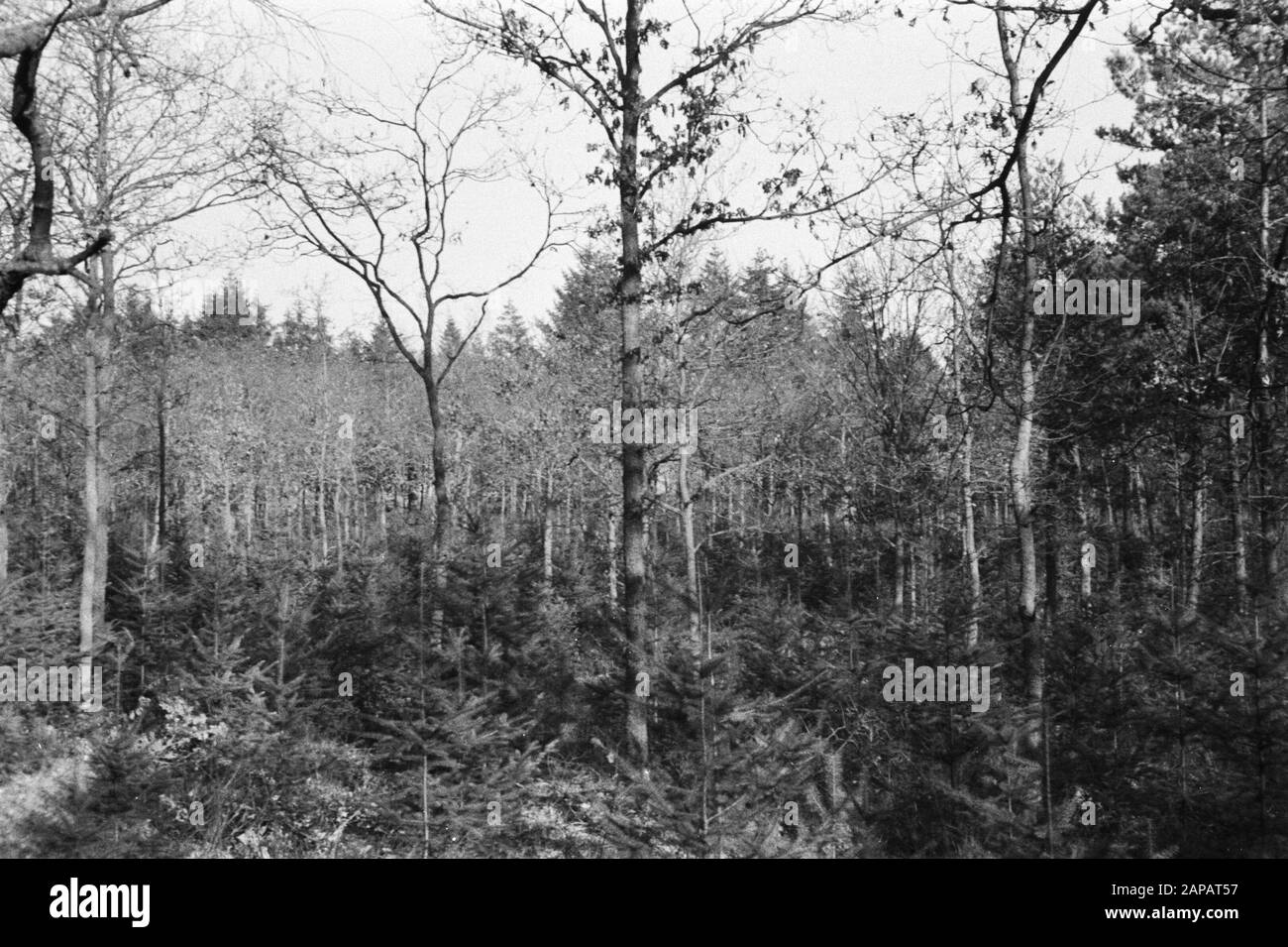 forests Date: undated Keywords: forests Stock Photo - Alamy