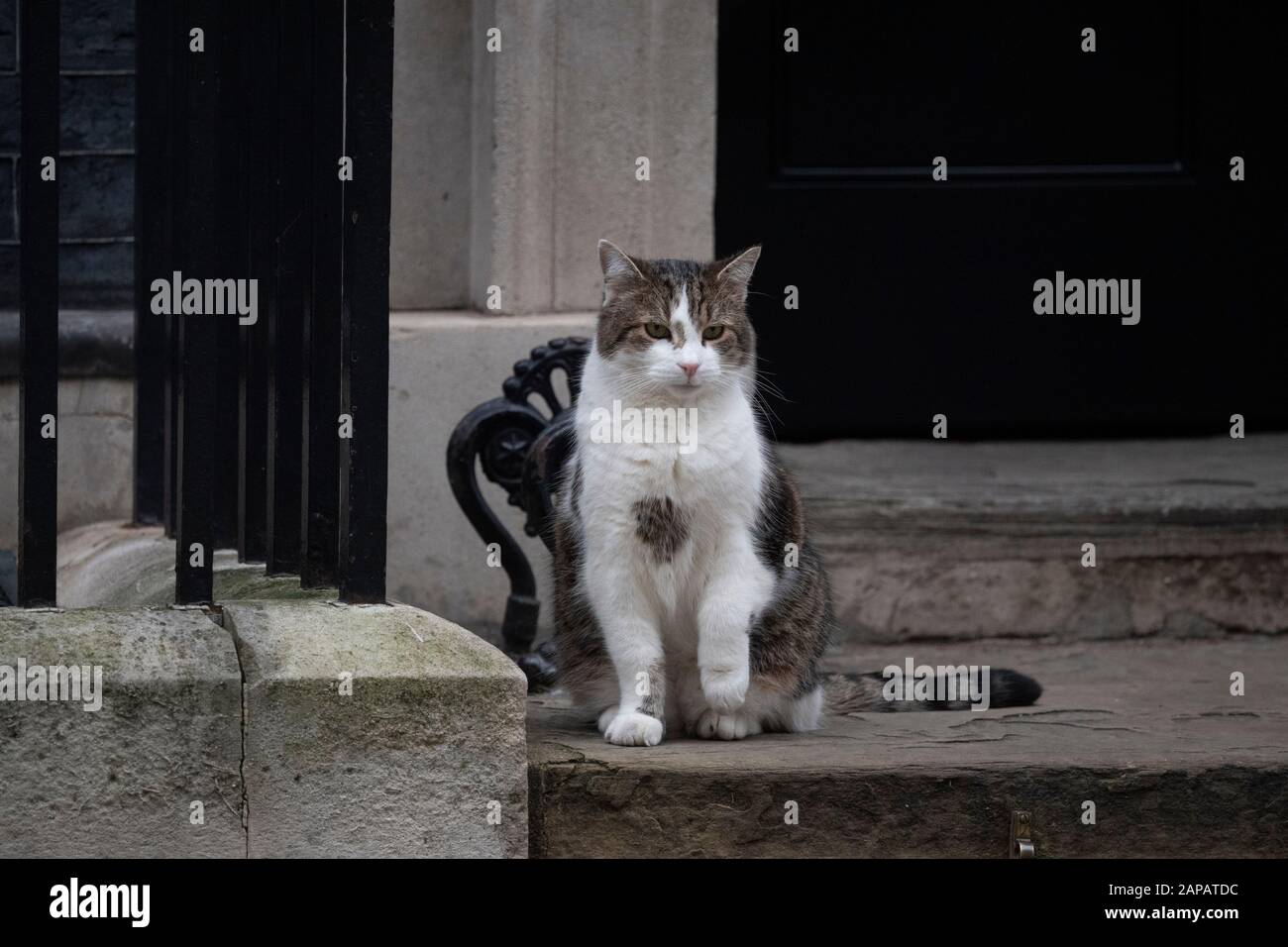 Larry the cat leaves 10 downing street hi-res stock photography and ...