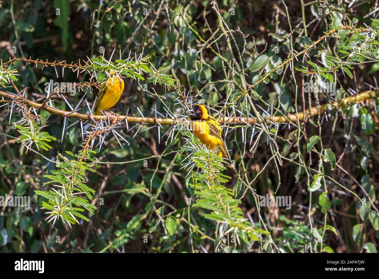 Village weaver birds sitting on tree branches Stock Photo - Alamy