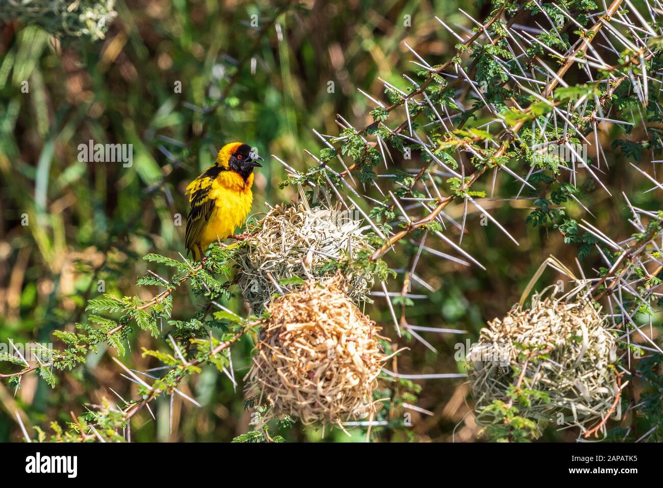 Alone Village weaver sitting at a branch Stock Photo - Alamy