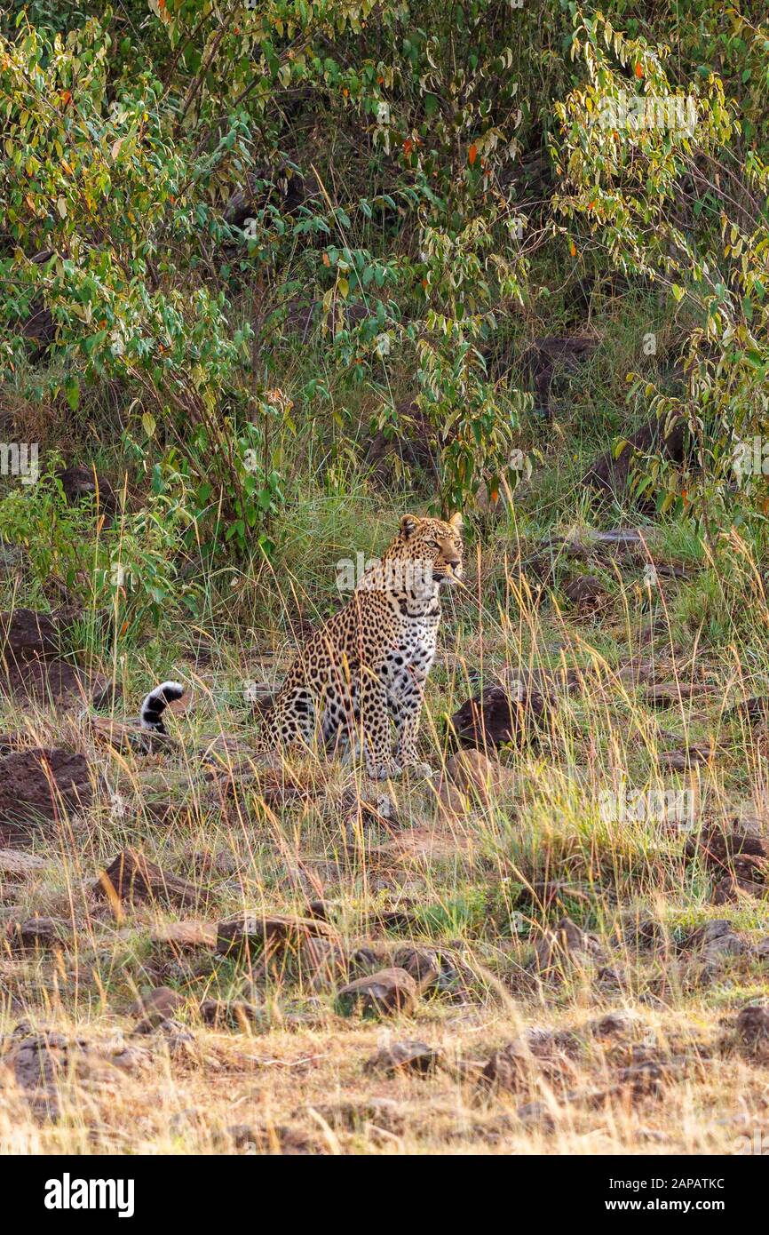 Leopard sitting safari kenya hi-res stock photography and images - Alamy