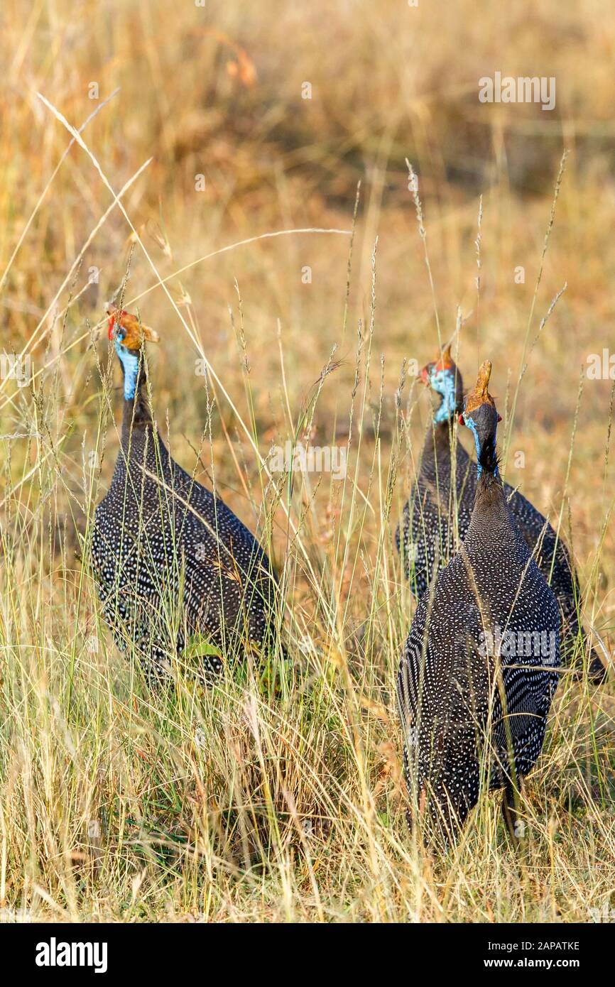 Flock of Helmeted guineafowl in the high grass at the savannah Stock ...