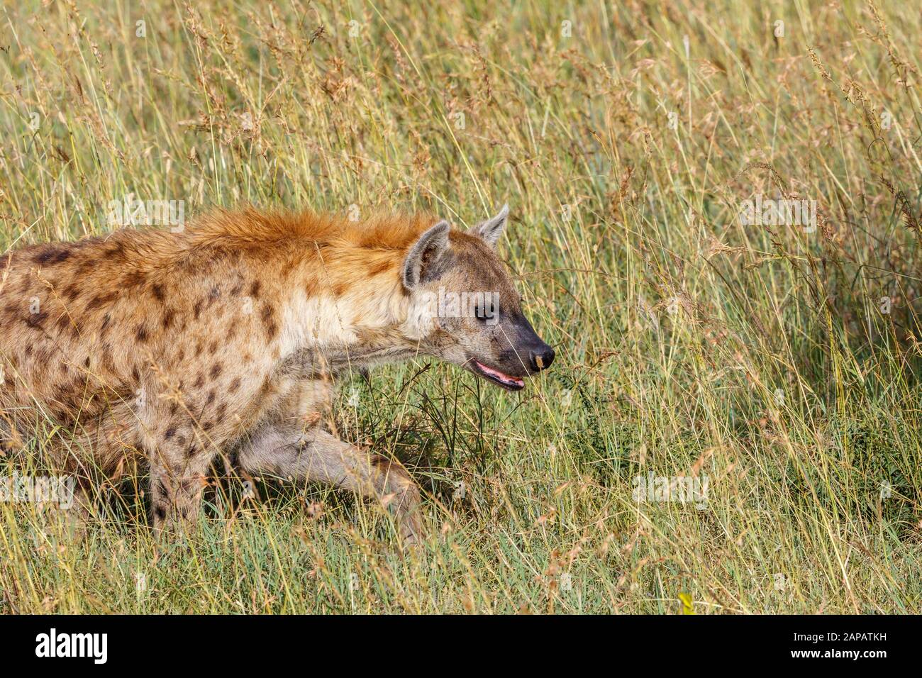 Hyena side profile hi-res stock photography and images - Alamy
