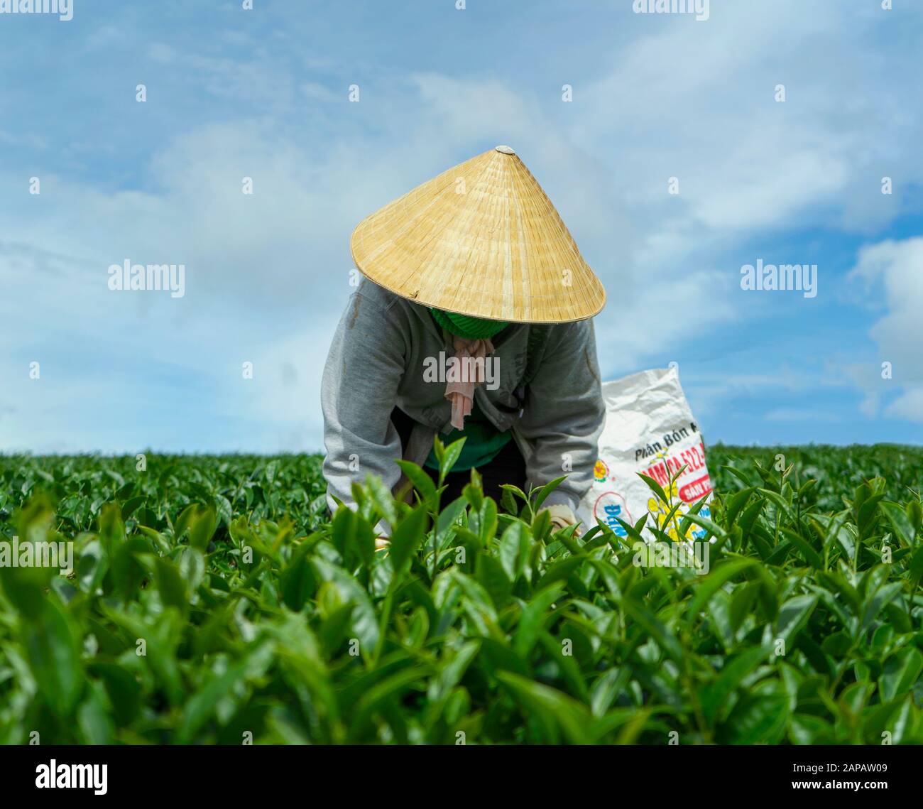 Worker in labor costume, conical hat harvesting tea at Cau Dat tea hill ...