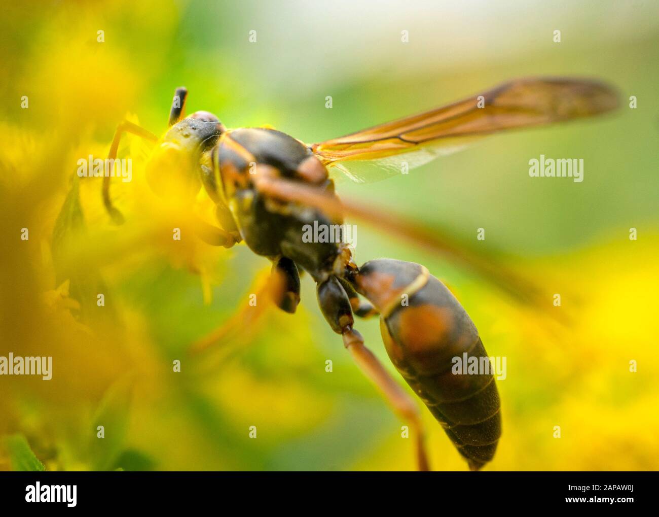 Northern Paper Wasp collecting nectar from a Goldenrod flower. (Dark or ...