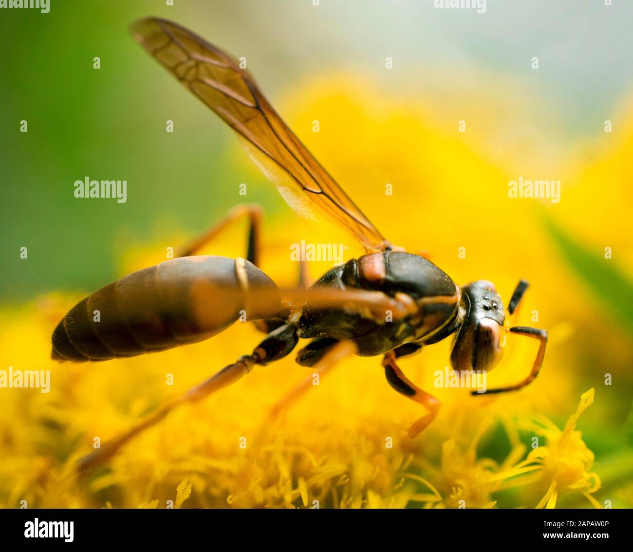 Indiana insects hi-res stock photography and images - Alamy