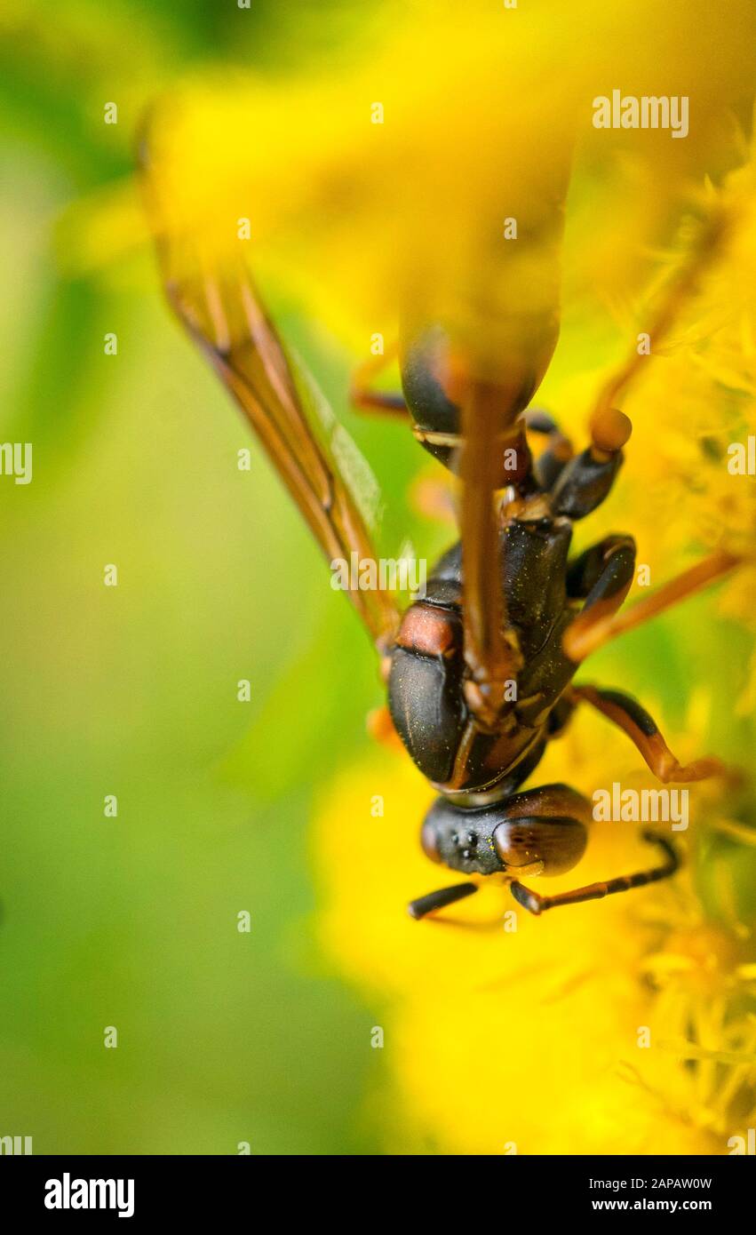 Northern Paper Wasp collecting nectar from a Goldenrod flower. (Dark or ...