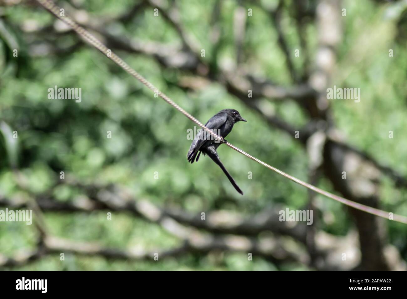 Sooty Chat perched on a washing line in Western Uganda Stock Photo - Alamy