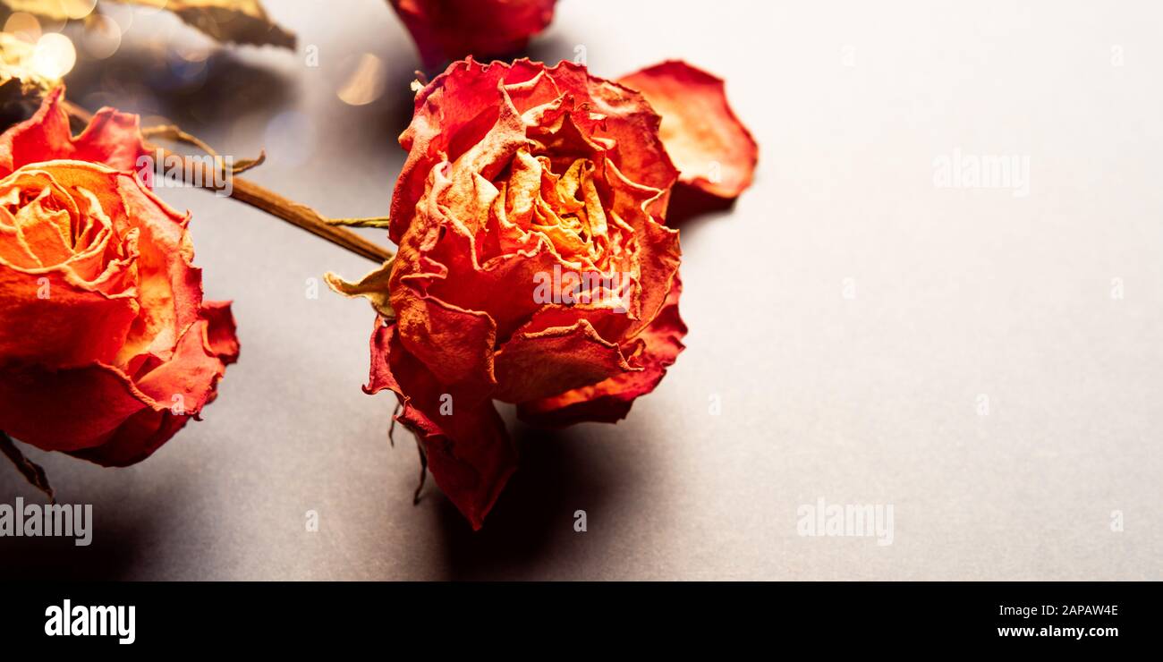 Dried orange roses, bunch of beautiful faded flowers on blue background ...