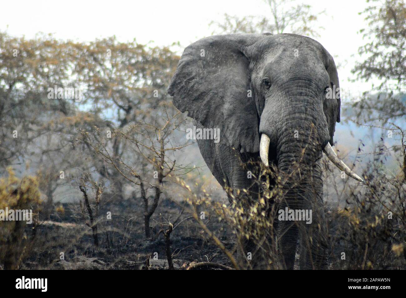 Elephant walking through the ashes of the burnt savanna plain in Queen ...