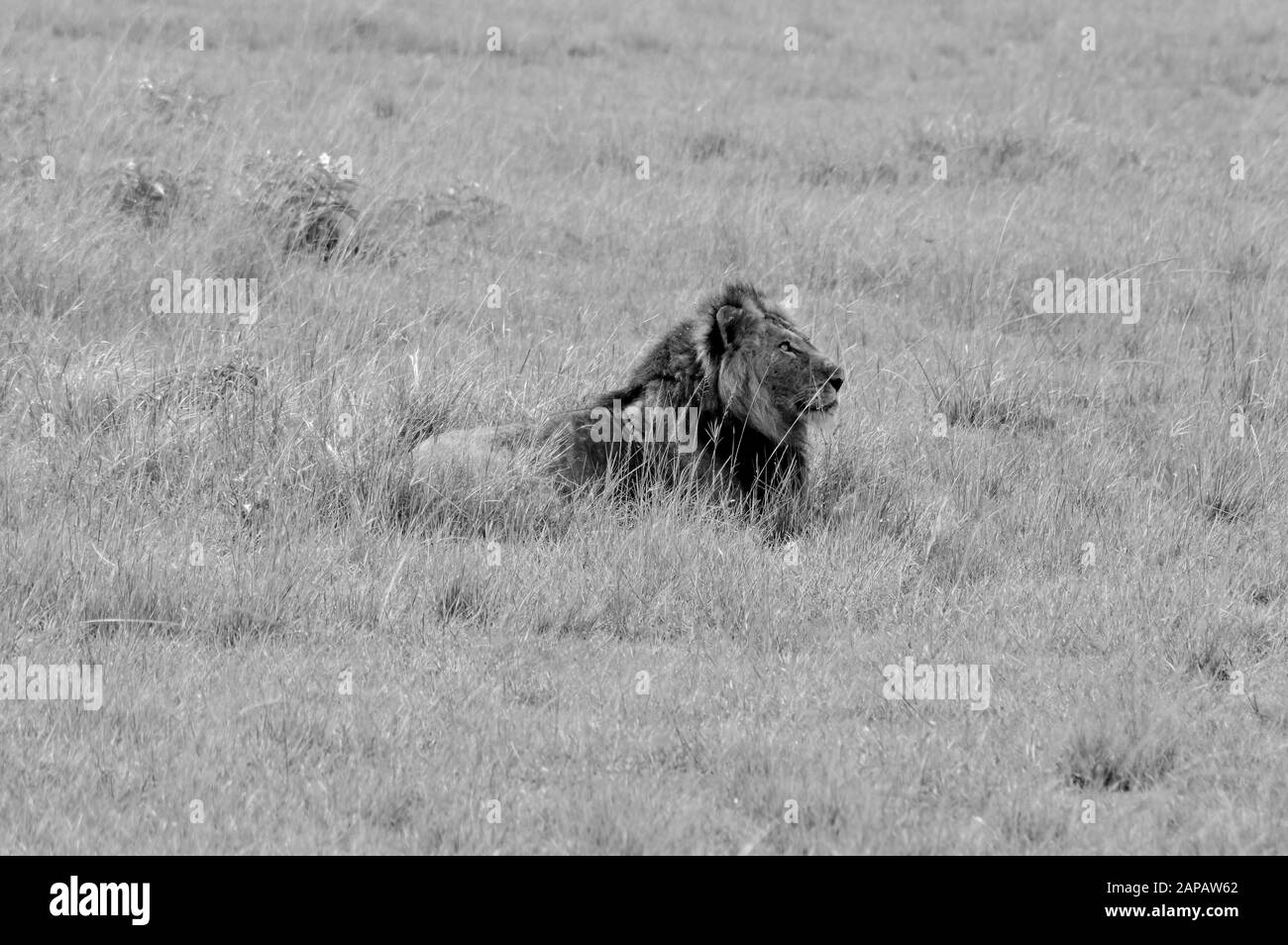 A male lion lying in wait for his prey in Queen Elizabeth National Park ...