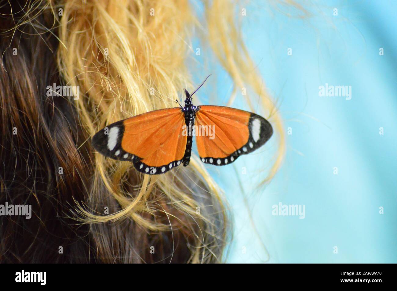 Butterfly lands on someone's hair Stock Photo - Alamy