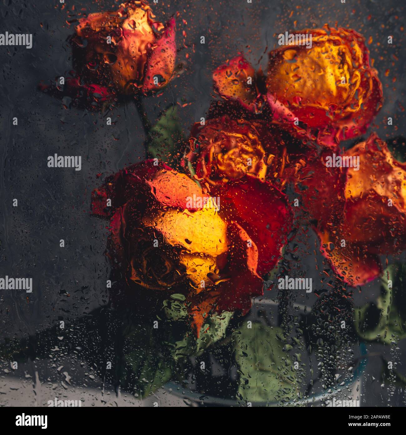 Dried orange roses. Bunch of beautiful faded flowers through the glass ...
