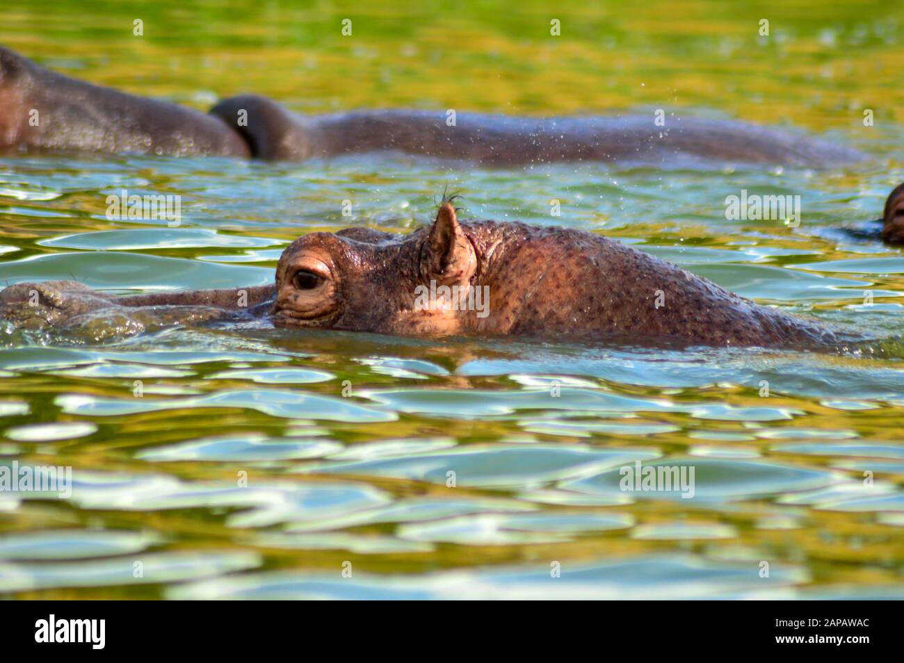 Hippo partially submerged in water in Queen Elizabeth National Park ...