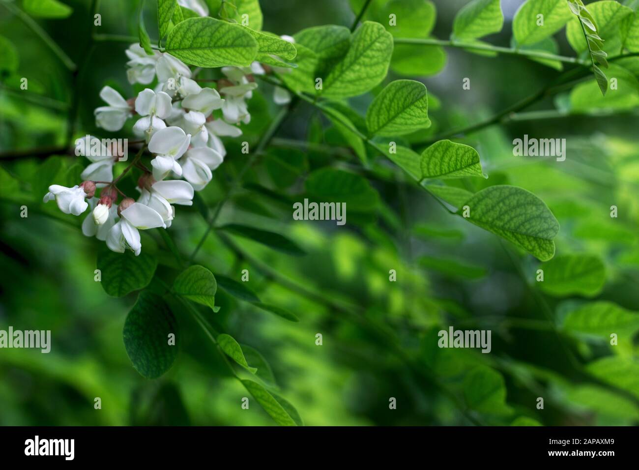 Small young robinia tree hi-res stock photography and images - Alamy