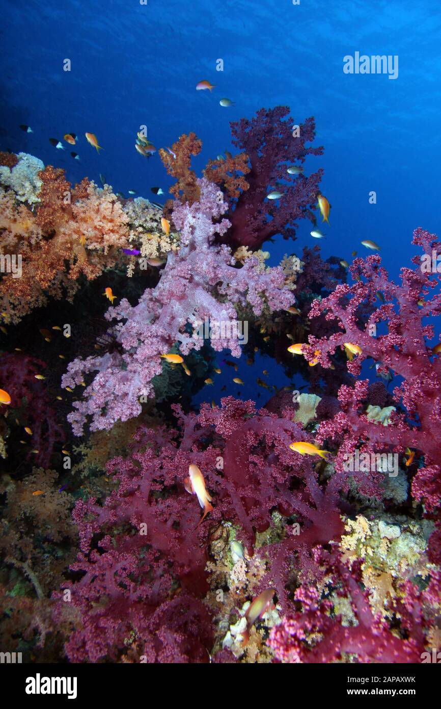 Korallenriff-Panorama, Thomas Reef, Tiran Island, Süd-Sinai, Ägypten ...