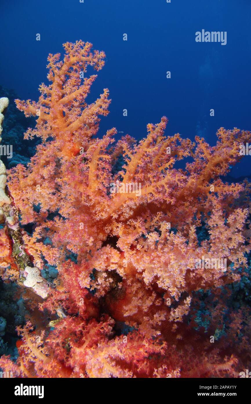 Korallenriff-Panorama, Woodhouse Reef, Tiran Island, Süd-Sinai, Ägypten ...