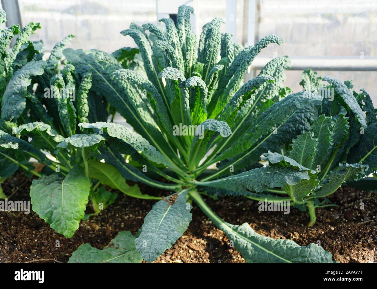 Healthy and fresh green kale 'Nero di Toscano' on the ground Stock ...