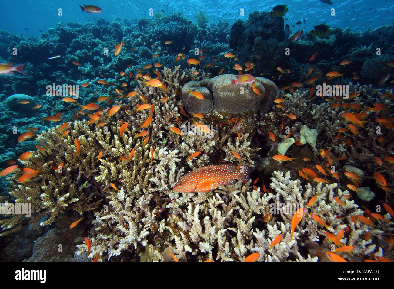 Korallenriff-Panorama, Gabr-El-Bint, Dahab, Süd-Sinai, Ägypten Stock ...