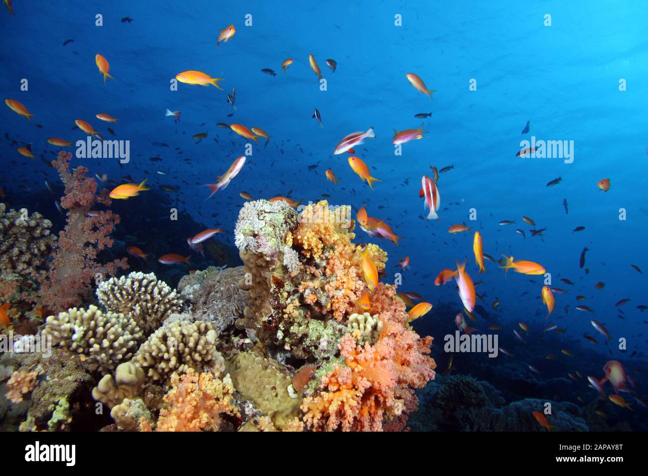 Korallenriff-Panorama, Jackson Reef, Tiran Island, Süd-Sinai, Ägypten ...