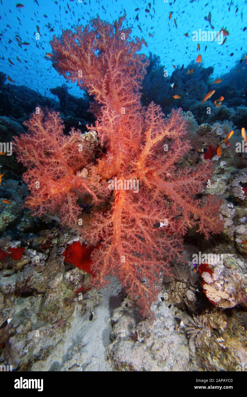 Korallenriff-Panorama, Jackson Reef, Tiran Island, Süd-Sinai, Ägypten ...