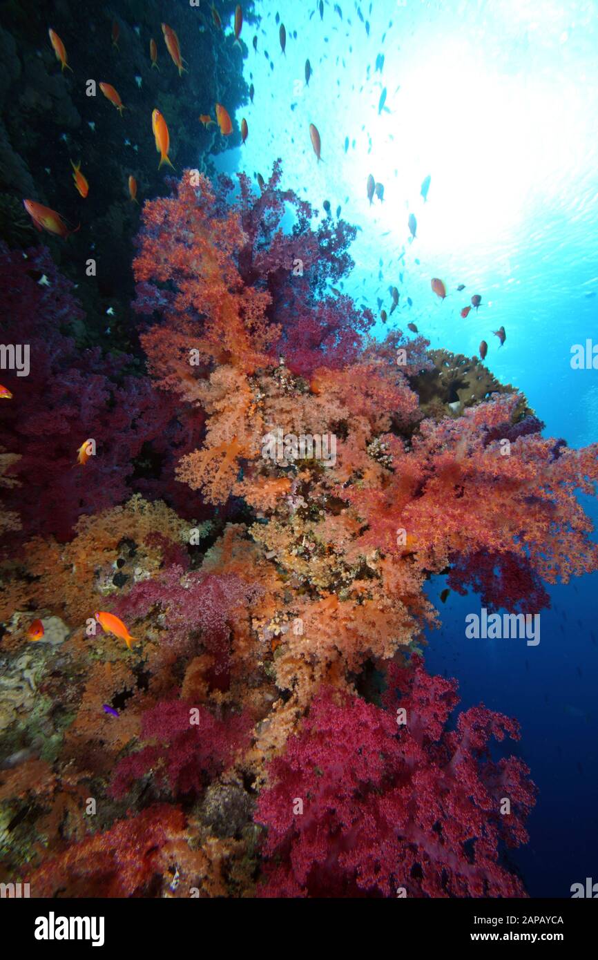 Korallenriff-Panorama, Jackson Reef, Tiran Island, Süd-Sinai, Ägypten ...