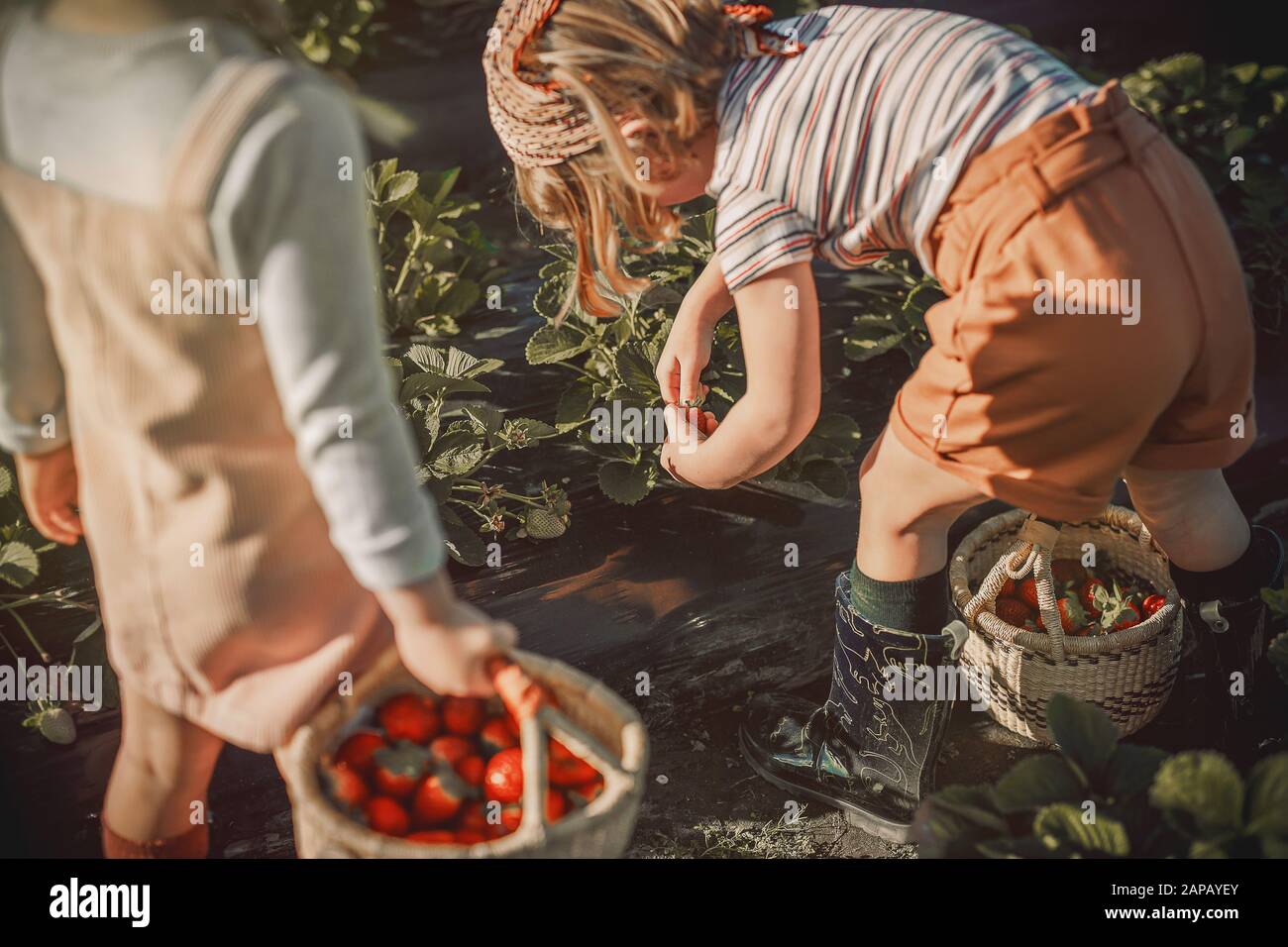 Strawberry harvest child hi-res stock photography and images - Alamy