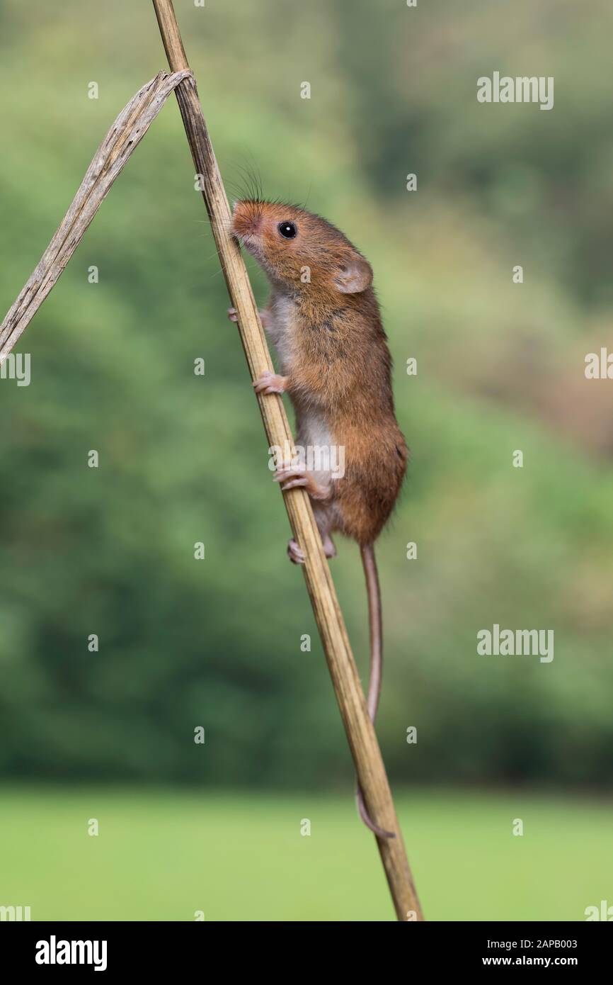 Climbing photographer hi-res stock photography and images - Alamy
