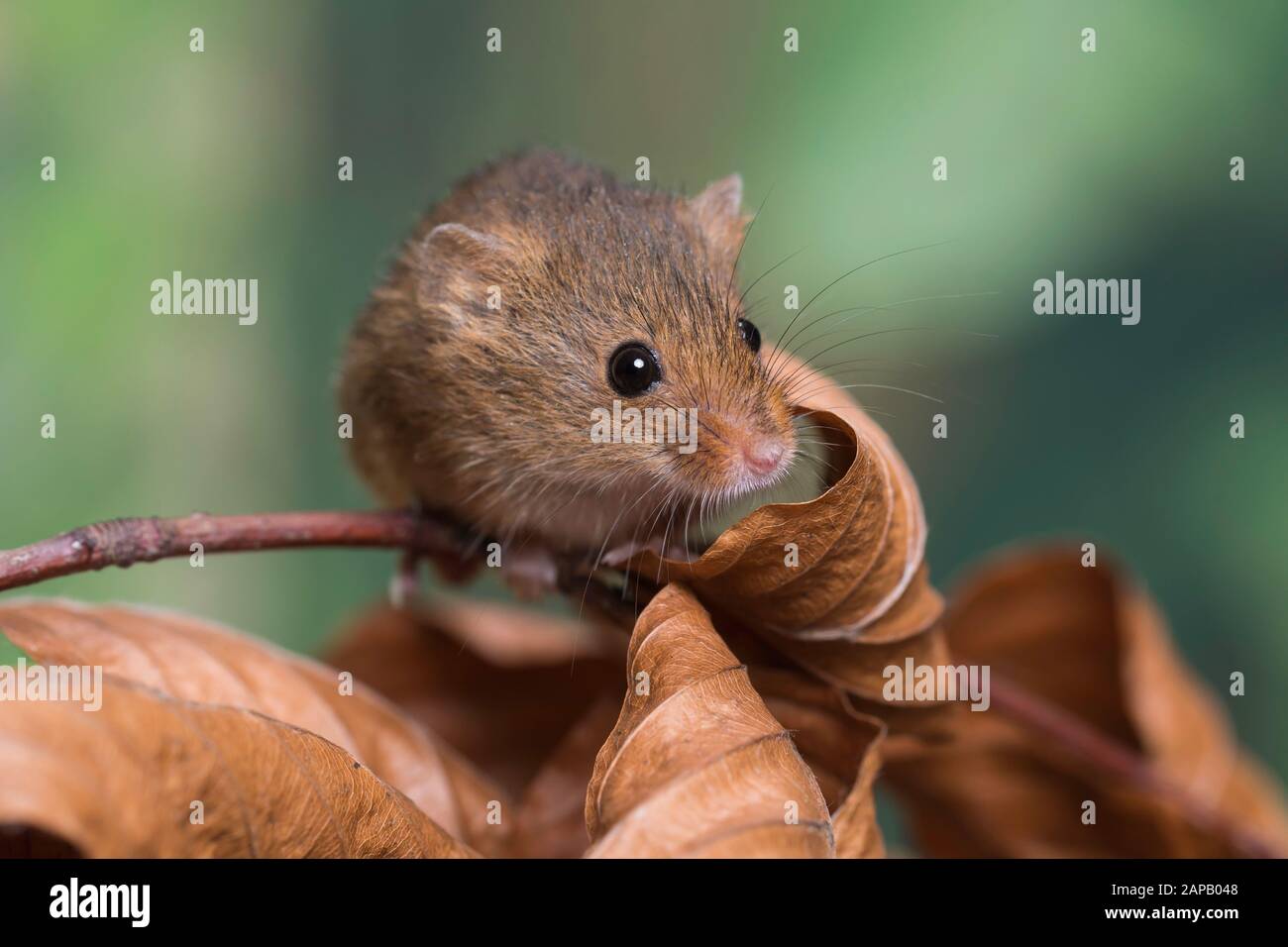 Tree mouse hi-res stock photography and images - Alamy
