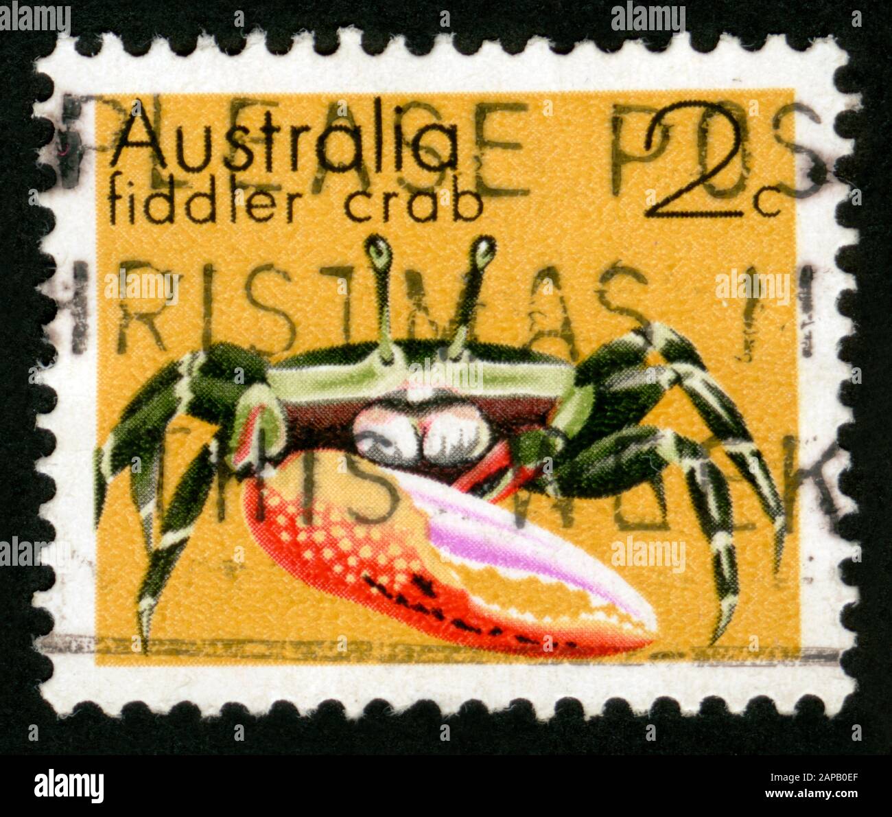 Fiddler crab drawing hi-res stock photography and images - Alamy