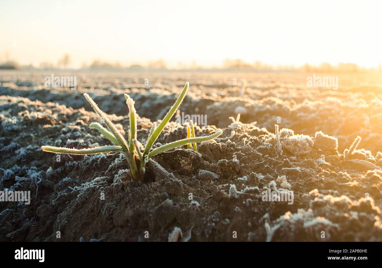 Frozen green leaves of sprouted onion on a frosty day. Freezing crop ...