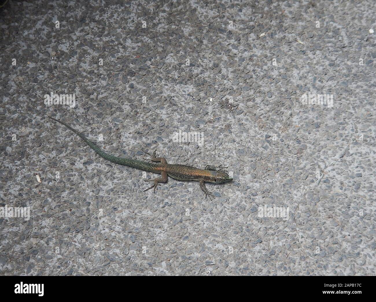 Small green lizard typical of the Portuguese island of Madeira Stock ...
