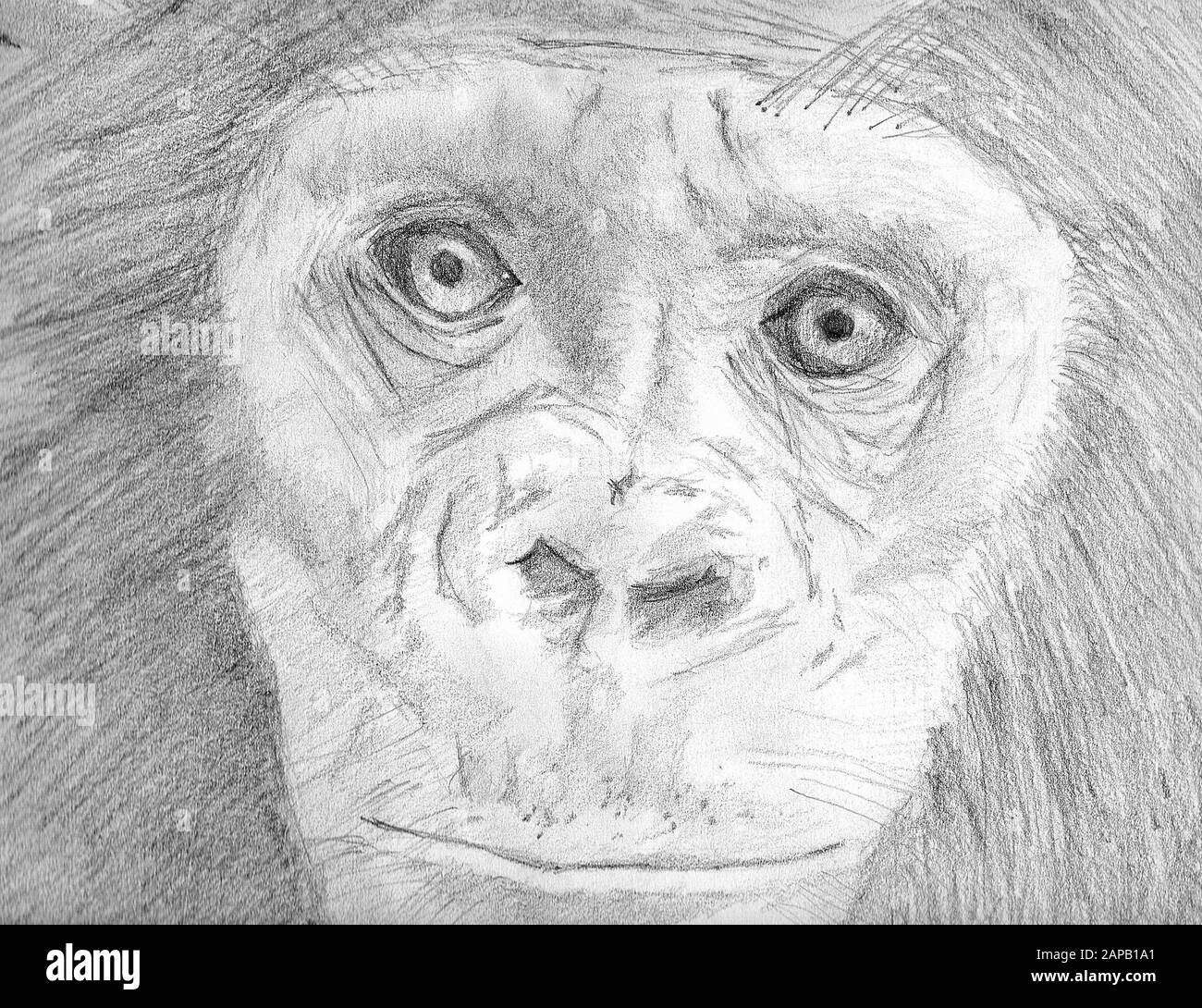 Chimpanzee drawing hi-res stock photography and images - Alamy