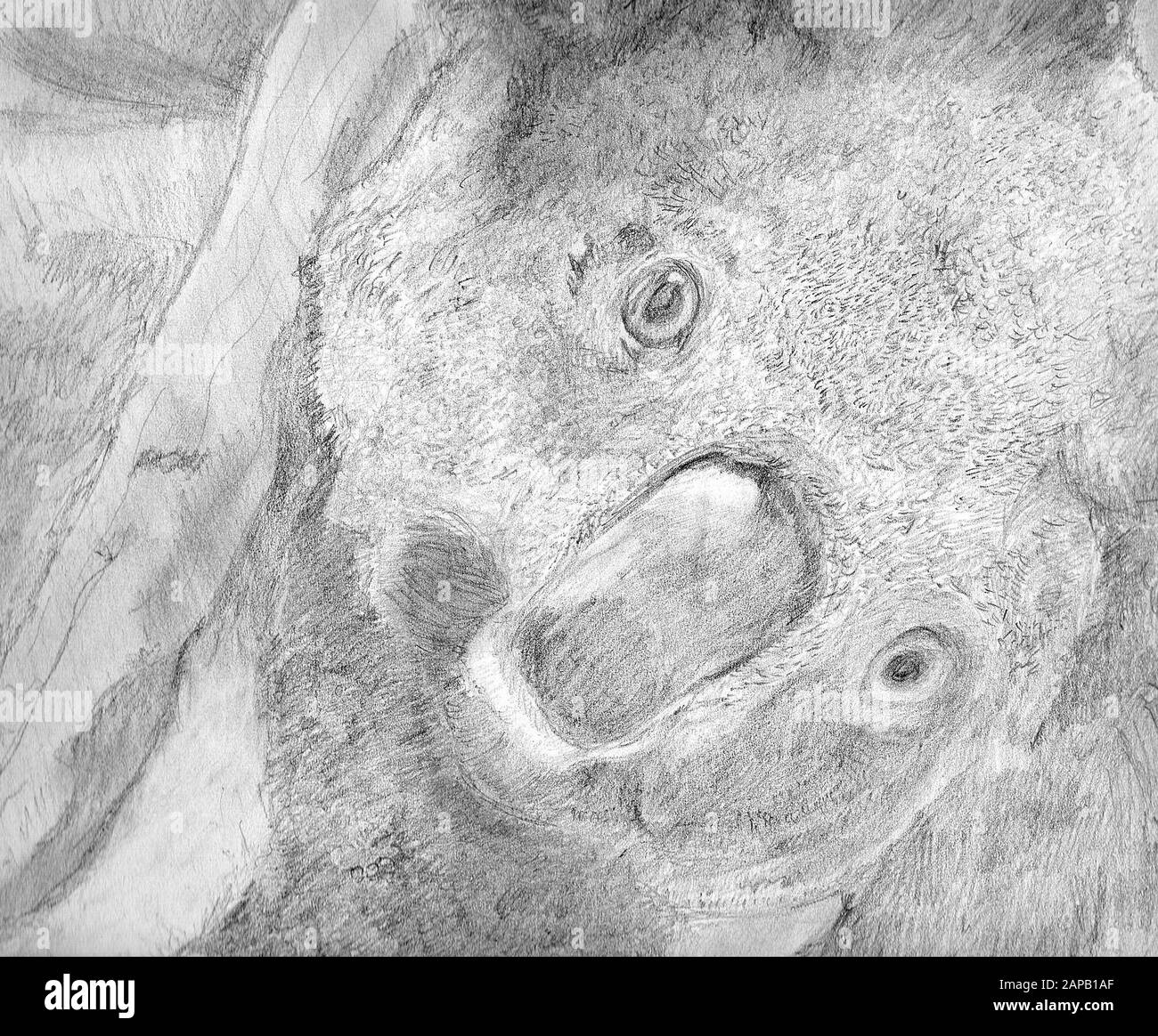Koala drawing hi-res stock photography and images - Alamy