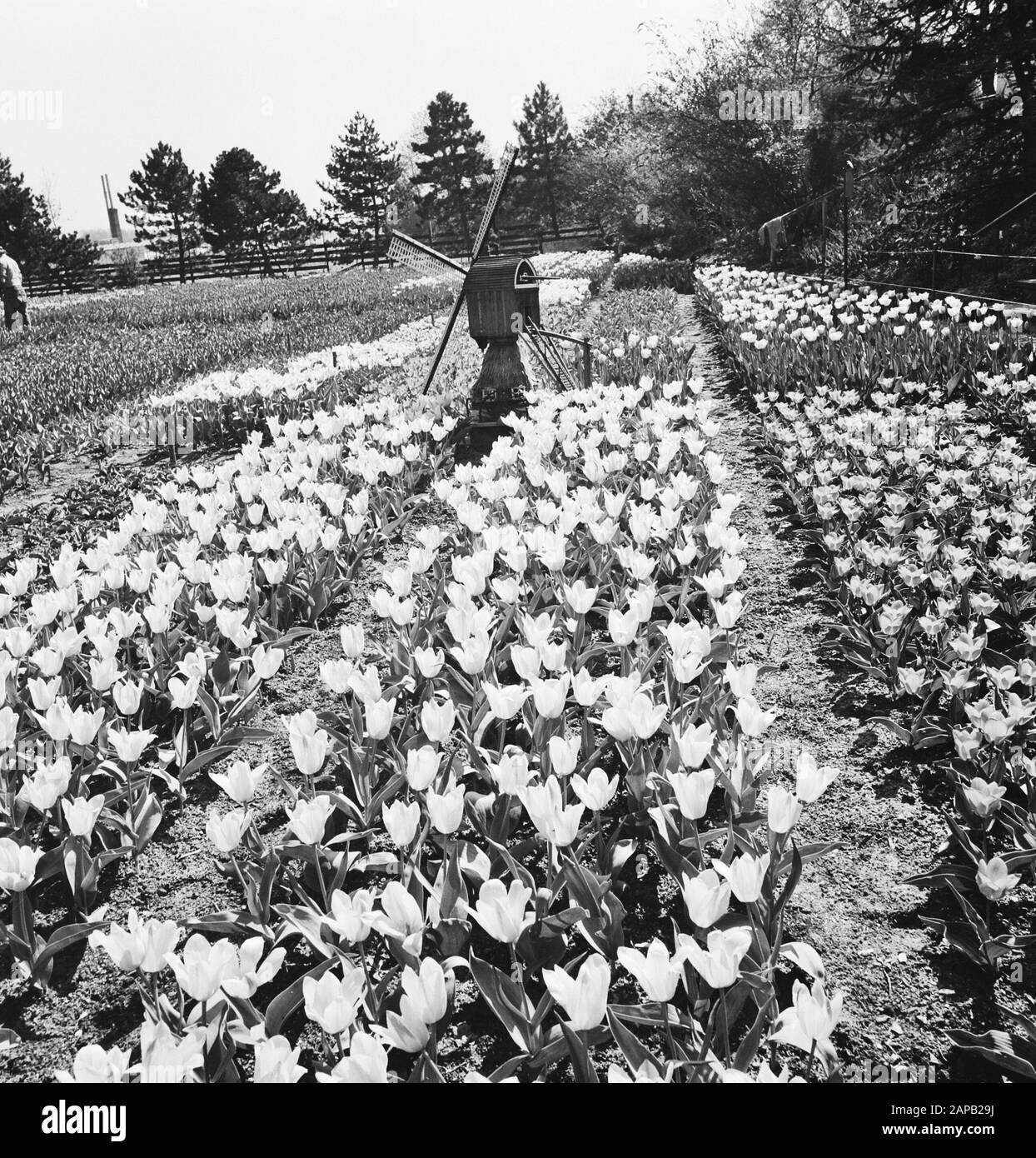 Bulb fields in bloom, Tulip show of Frans Roozen in Vogelenzang Date: 8 ...