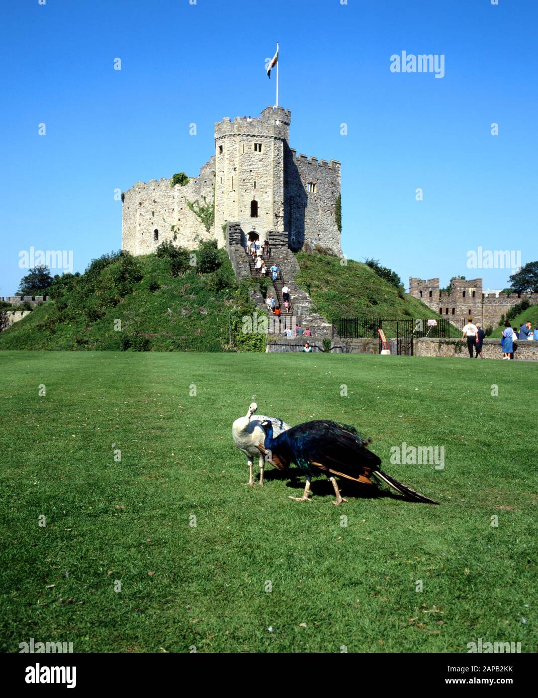 Norman Keep and Peacocks, Cardiff Castle, Cardiff Stock Photo - Alamy