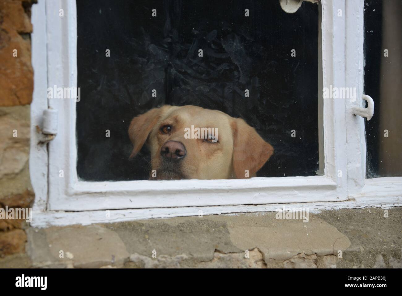 A yellow labrador retriever looking out of a window at passersby Stock ...